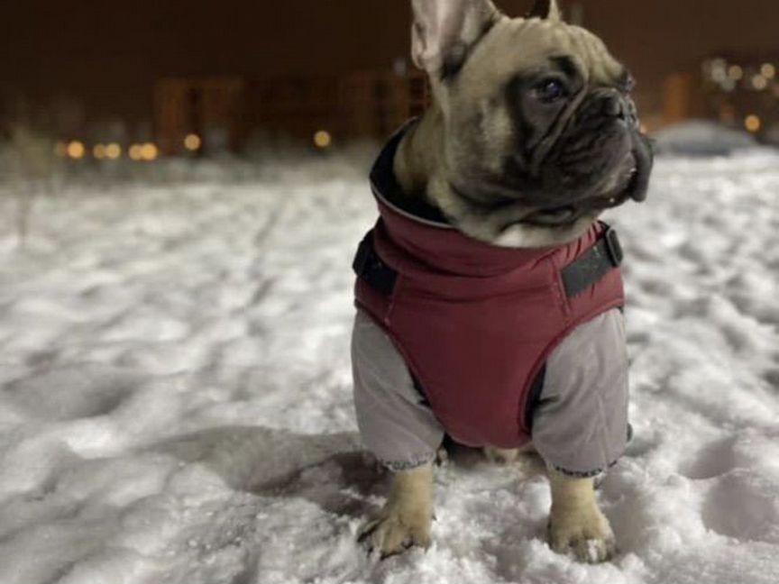 Вязка бульдог