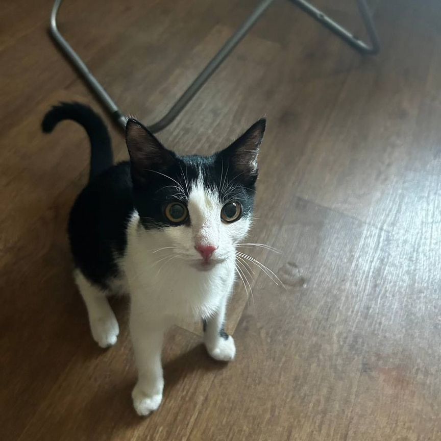 Отдам котенка в хорошие руки