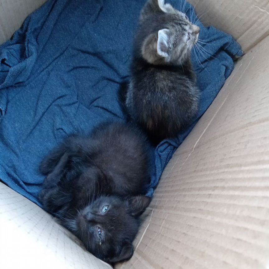 Котята брошенные в добрые руки