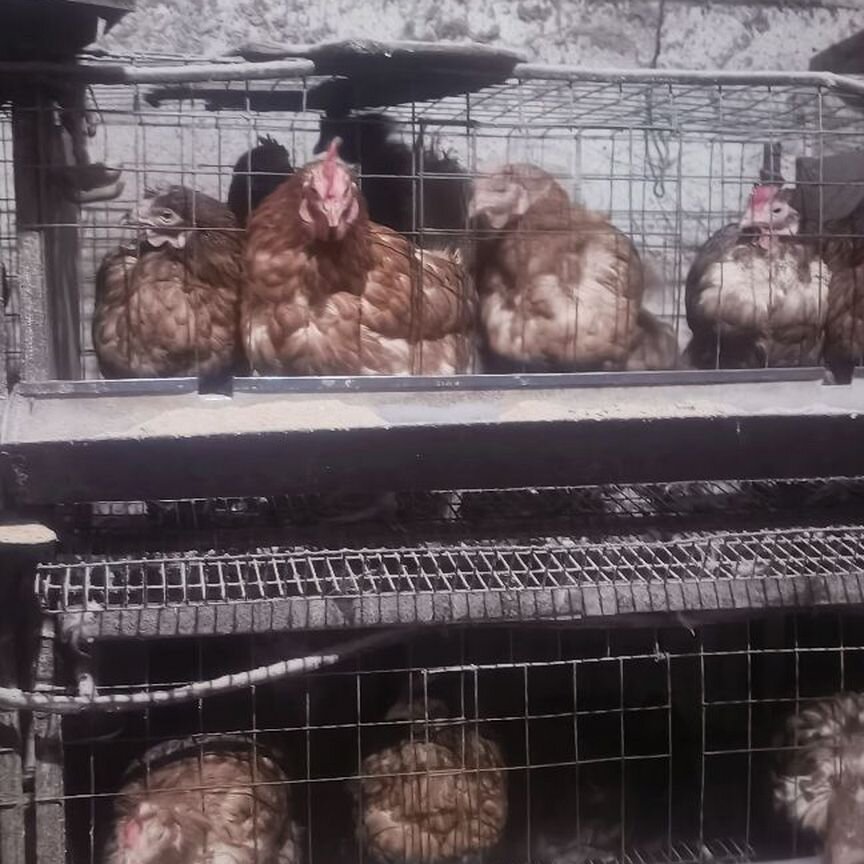 Куры несушки