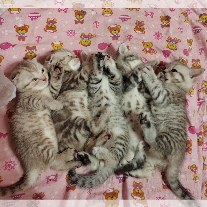 Шотландские котята