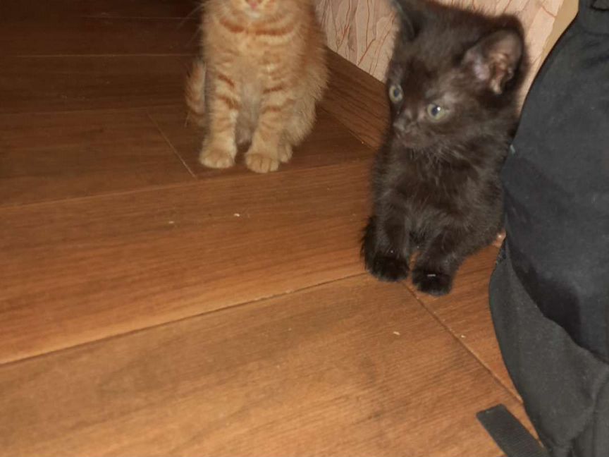 Домашние котята