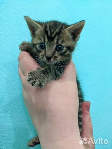 Маленькая леди