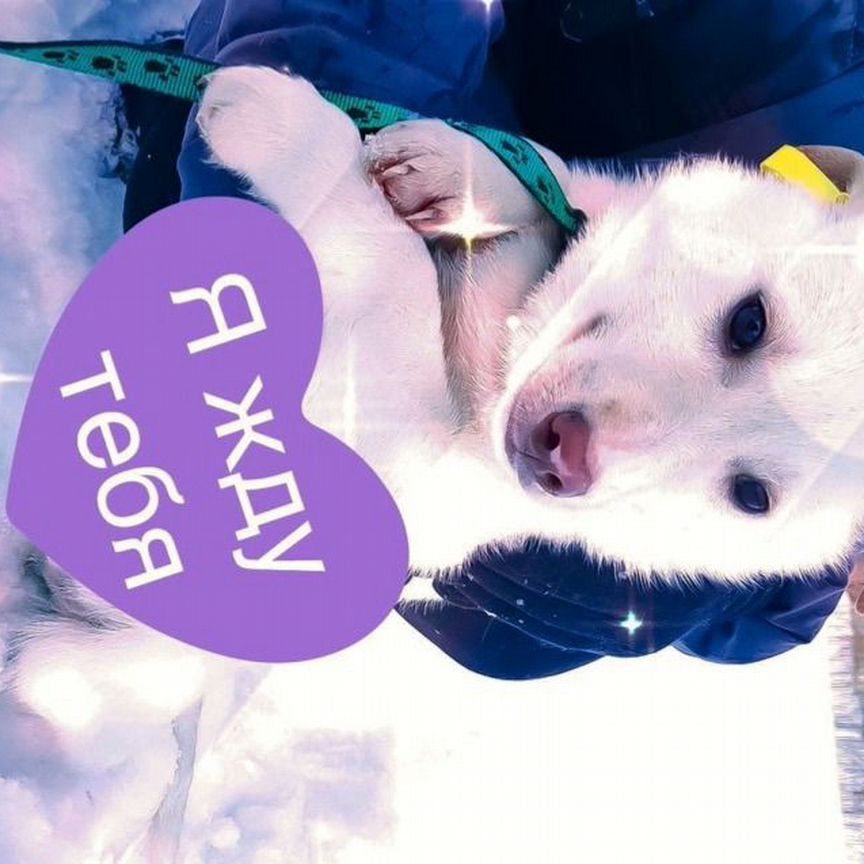 Возьмите меня щенок девочка