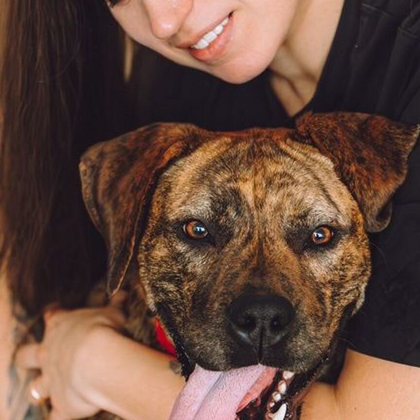 Алано, взрослая собака