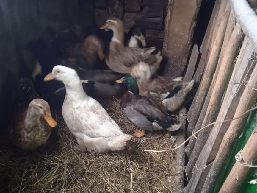 Продам обменяю уток домашних