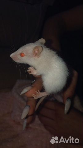 Дикоративные крысы