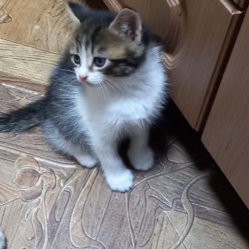 Котёнок