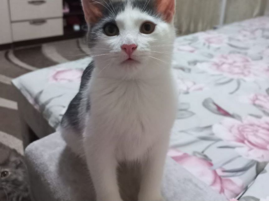 Котенок девочка 3 мес ищем добрые ручки