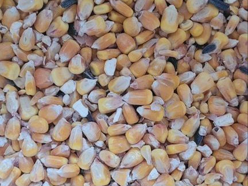 Кукуруза Доставка