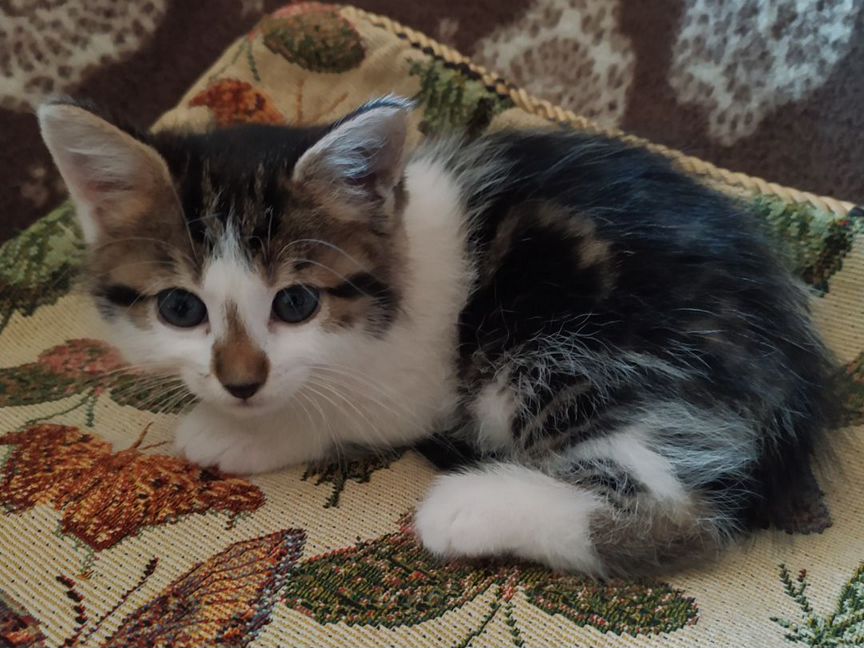 Трехцветная кошечка