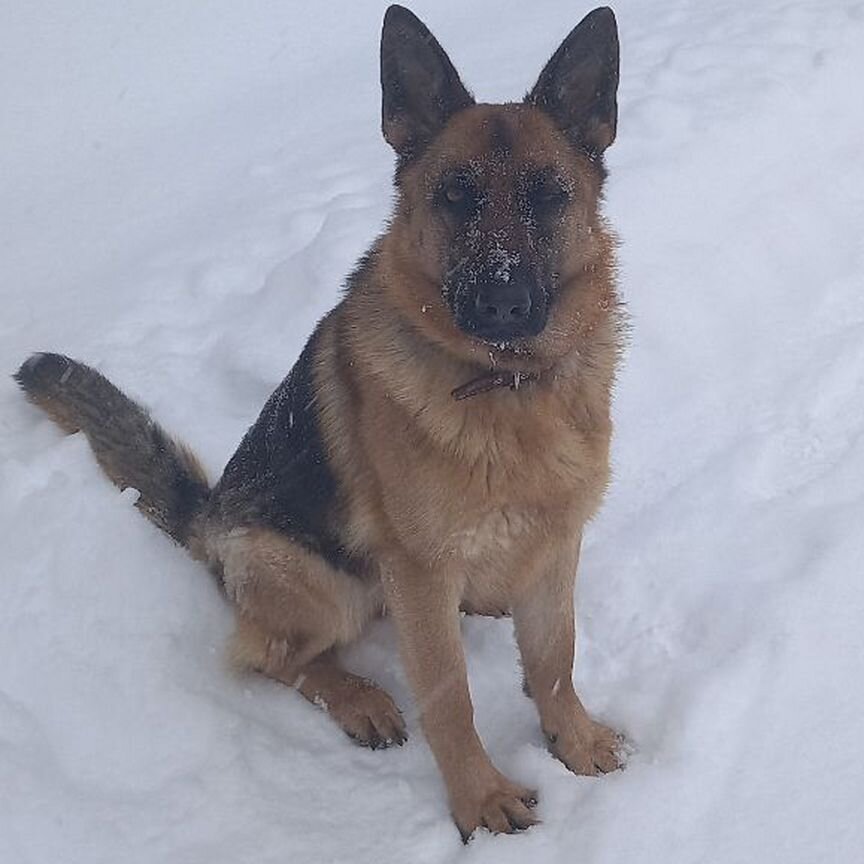 Немецкая овчарка, щенок