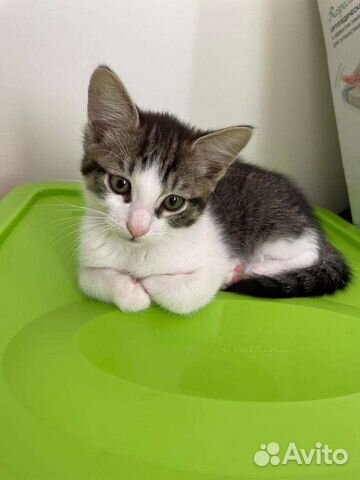 Котёнок, который заберёт Ваше сердце