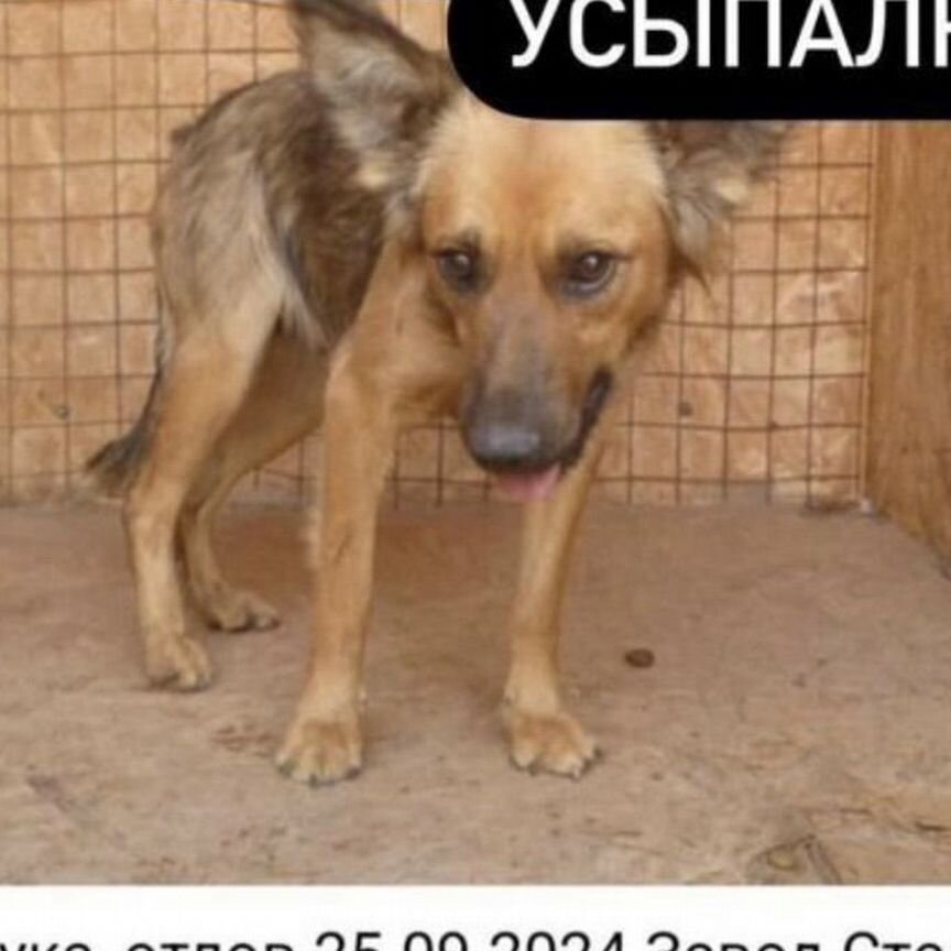 Спасите собаку из усыпалки