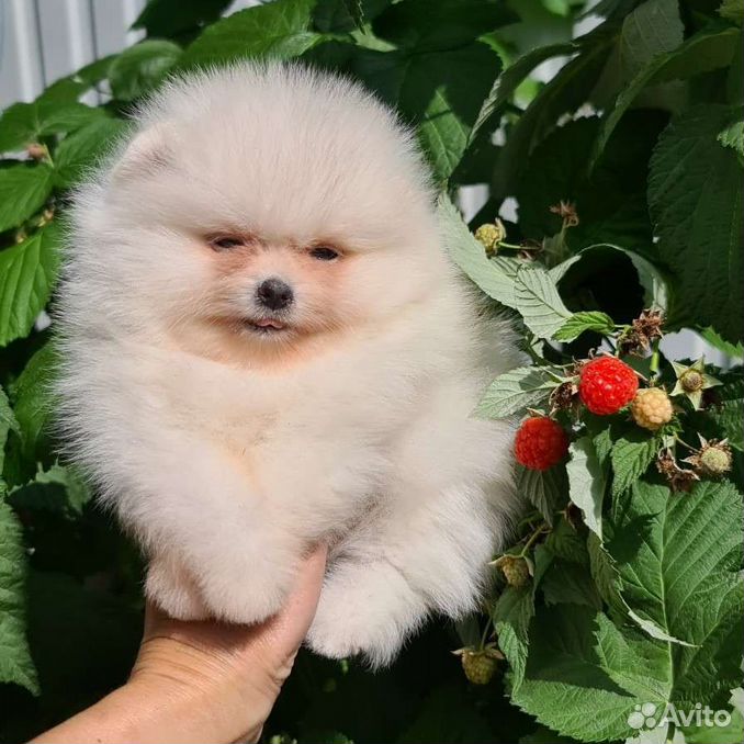 Померанский шпиц айс-крем девочка