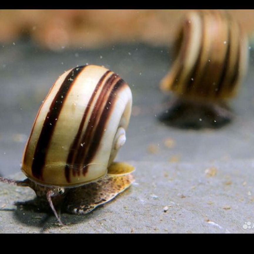 Улитки аквариумные мариза