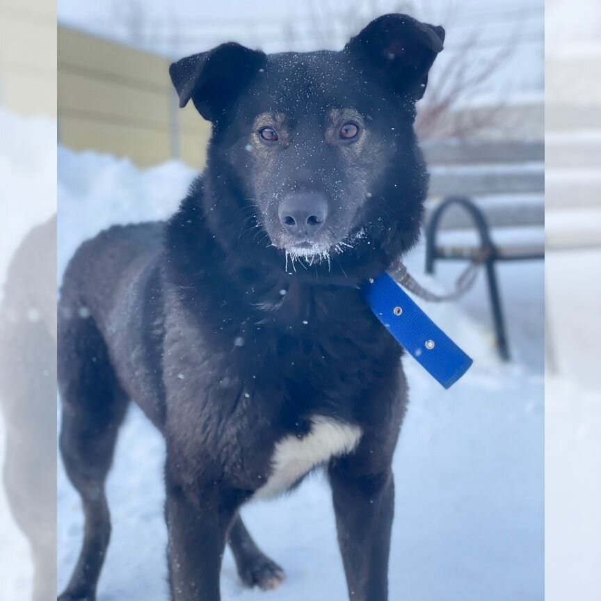 Взрослый пёс в добрые руки