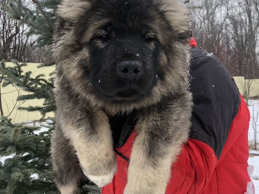 Продаются щенки кавказской овчарки