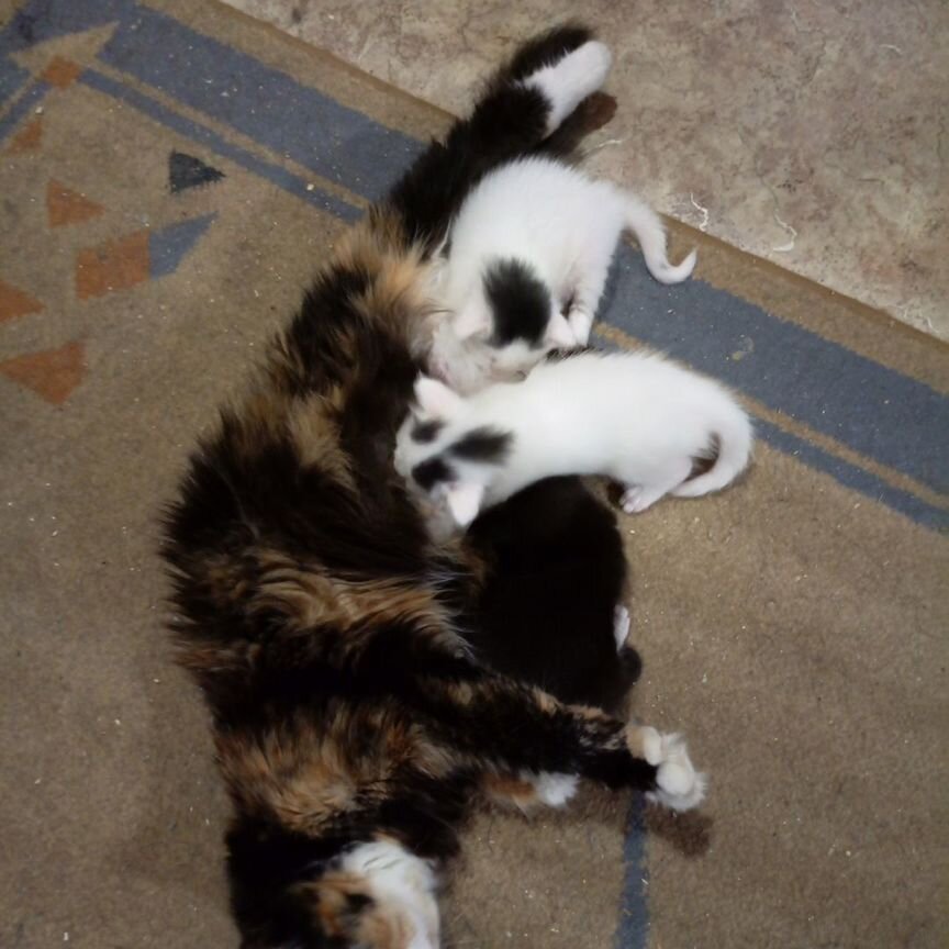 Котята в добрые руки бесплатно