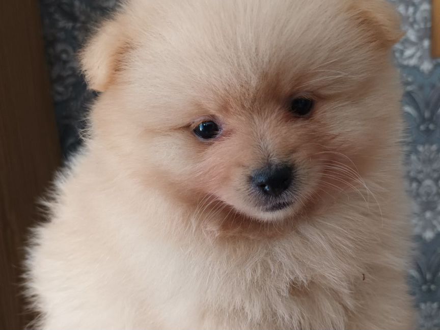 Померанский шпиц