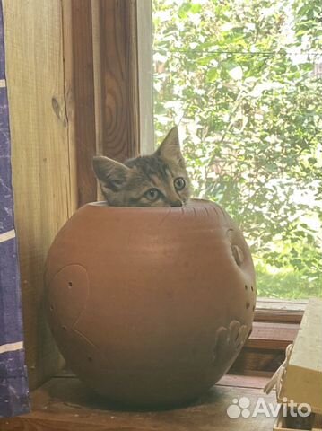 Котенок девочка-трехцветная