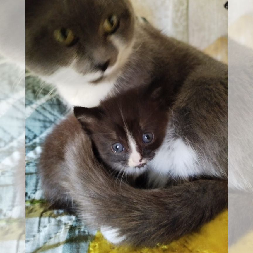 Очаровательный котенок