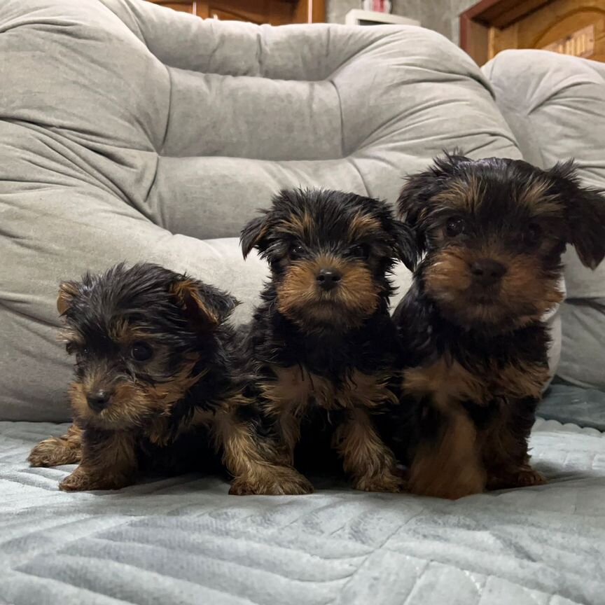 Йоркширский терьер, щенок