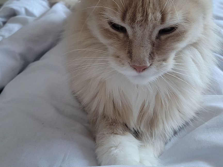 Кошка породы Мейн-кун