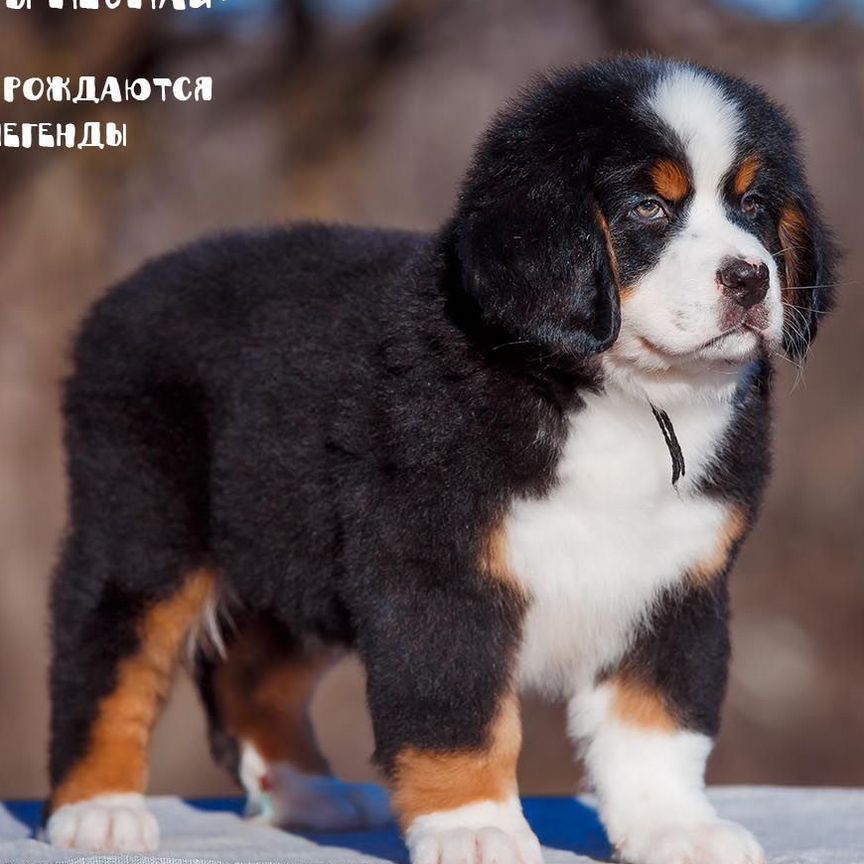 Щенки Бернского Зенненхунда, чёрный Агат, мальчик