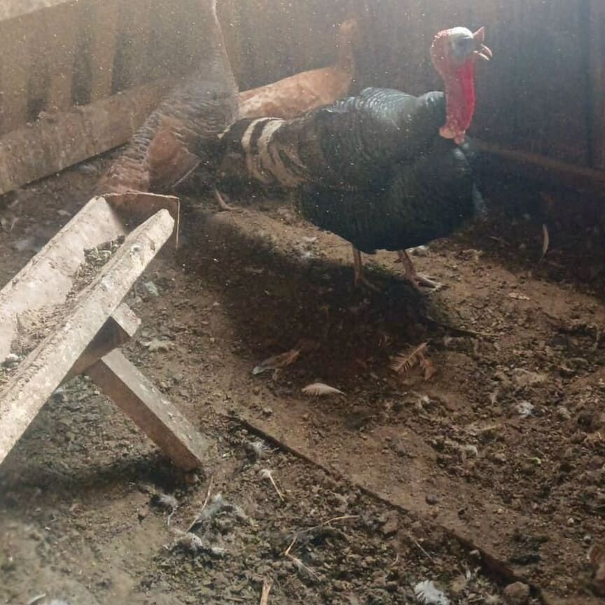 Семья домашних индюков