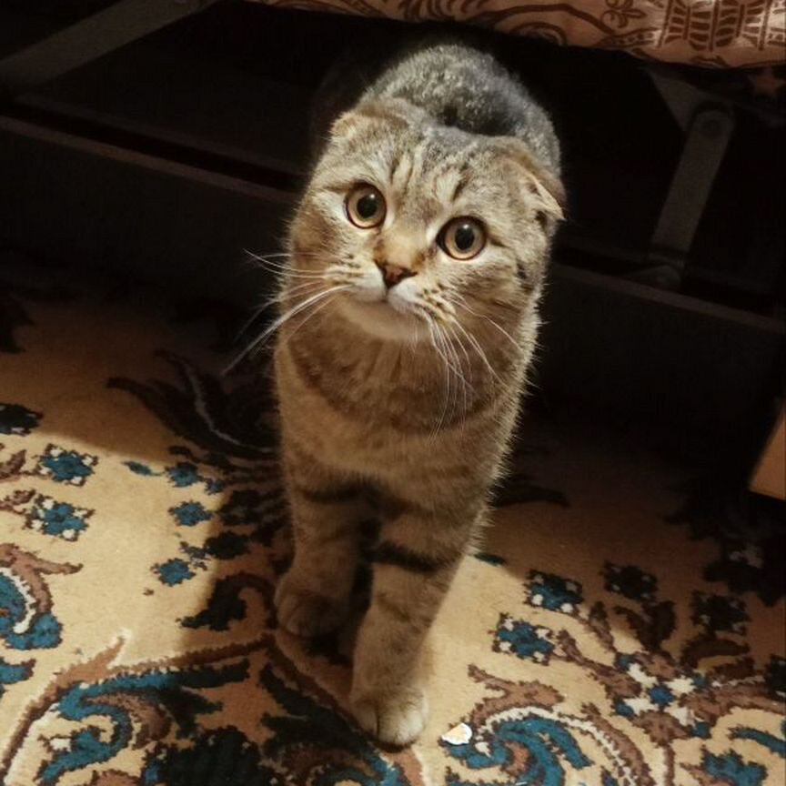 Шотландская вислоухая кот бесплатно