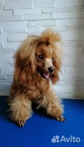 Пудель-игрушка (той)