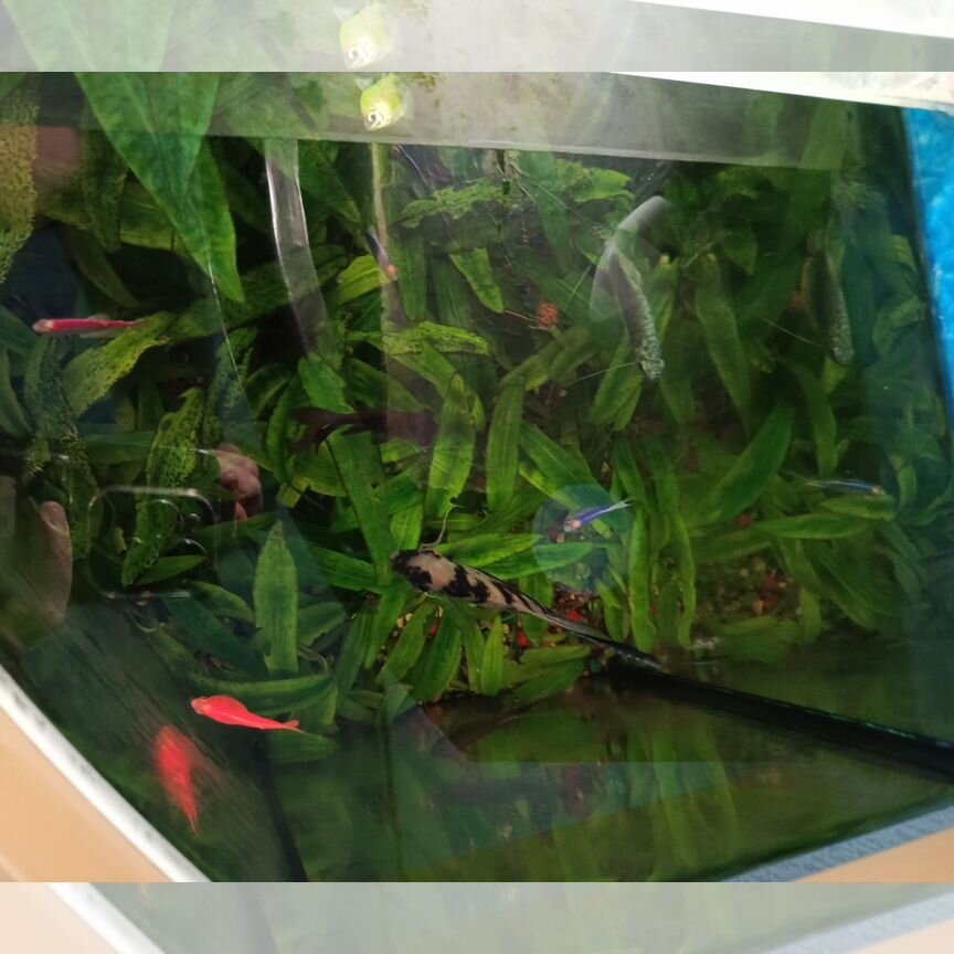 Трава для аквариума