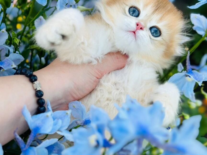 Шотландские котята. Эксклюзив. вязка