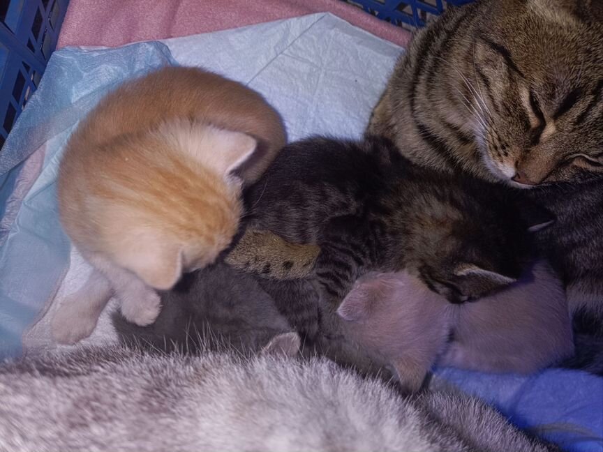 Британские котята