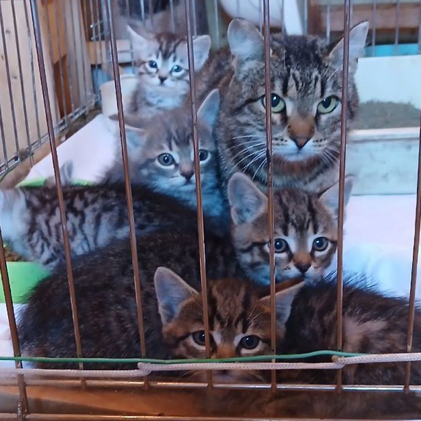Котёнок в добрые руки