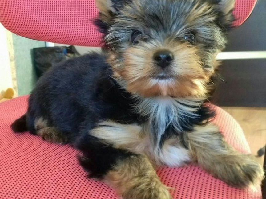 Йоркширский терьер щенки