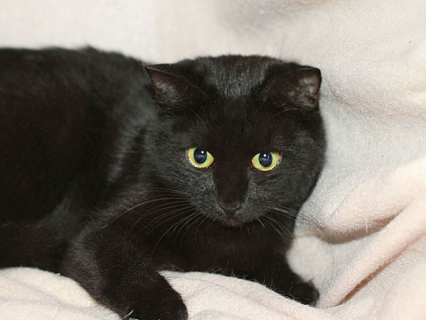 Хорошая кошечка Сара