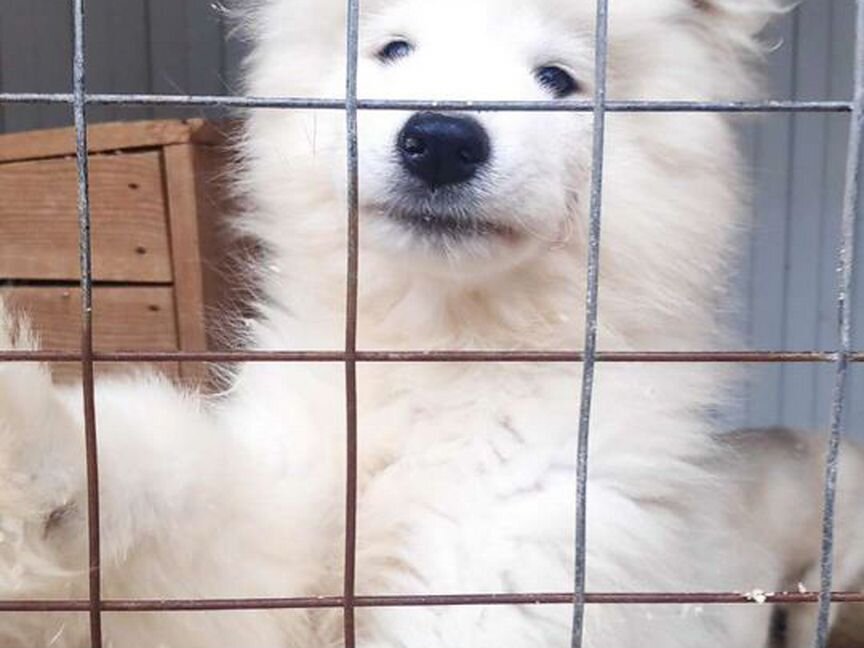 Самоед медвежонок