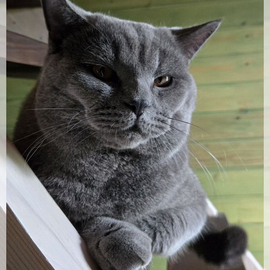 Шотландский вислоухий короткошёрстный кот, взрослый