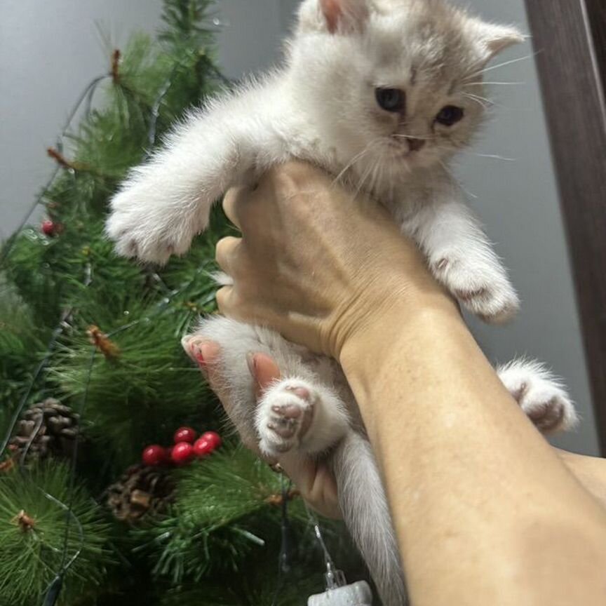 Британские котята