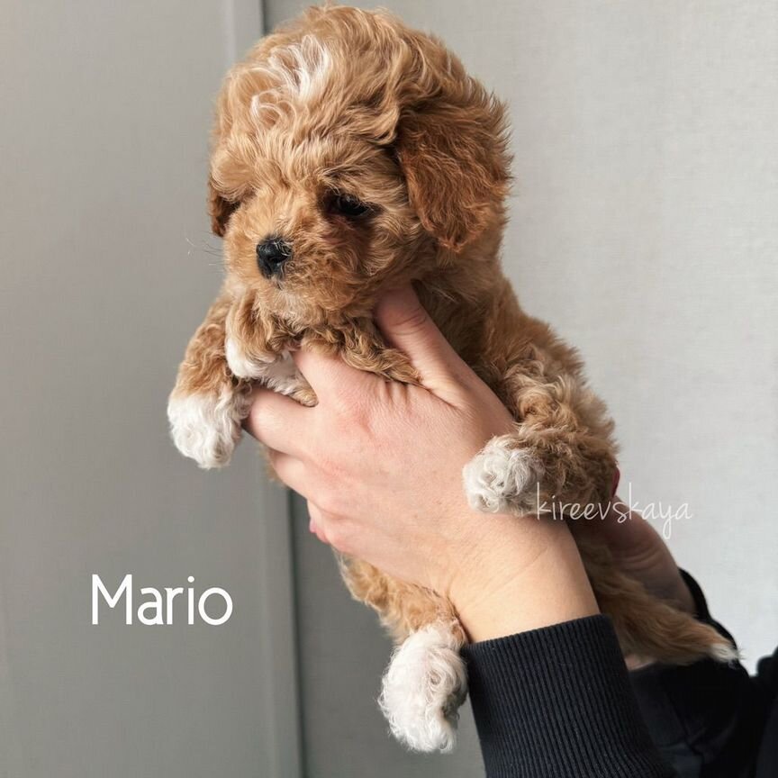 Мальтипу, щенок