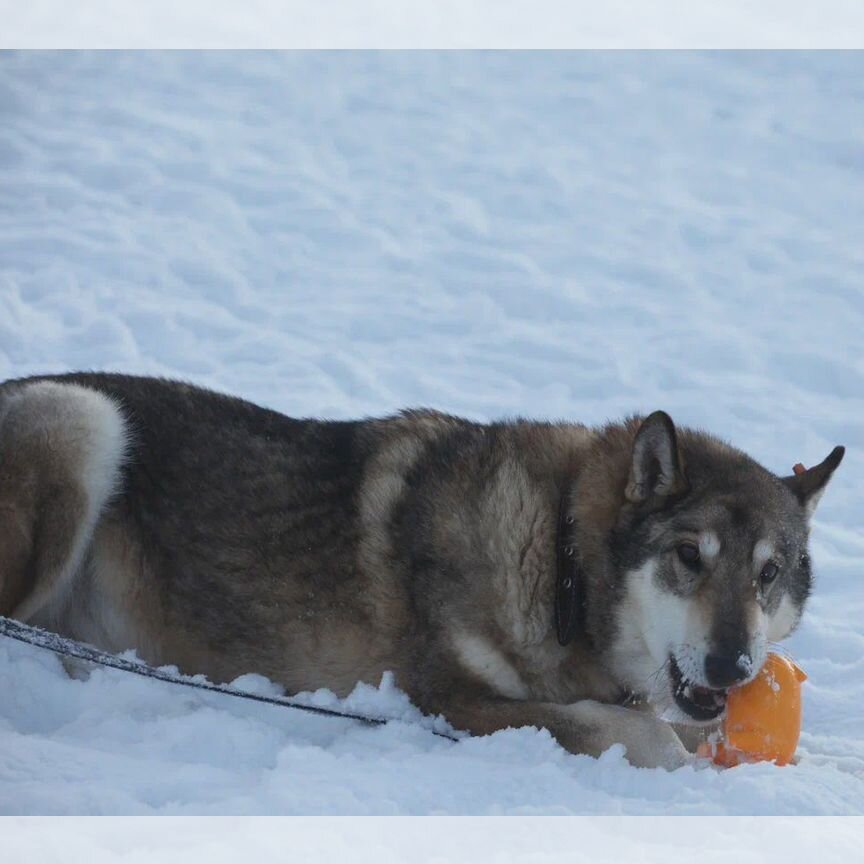 Западносибирская лайка, взрослый пёс из приюта