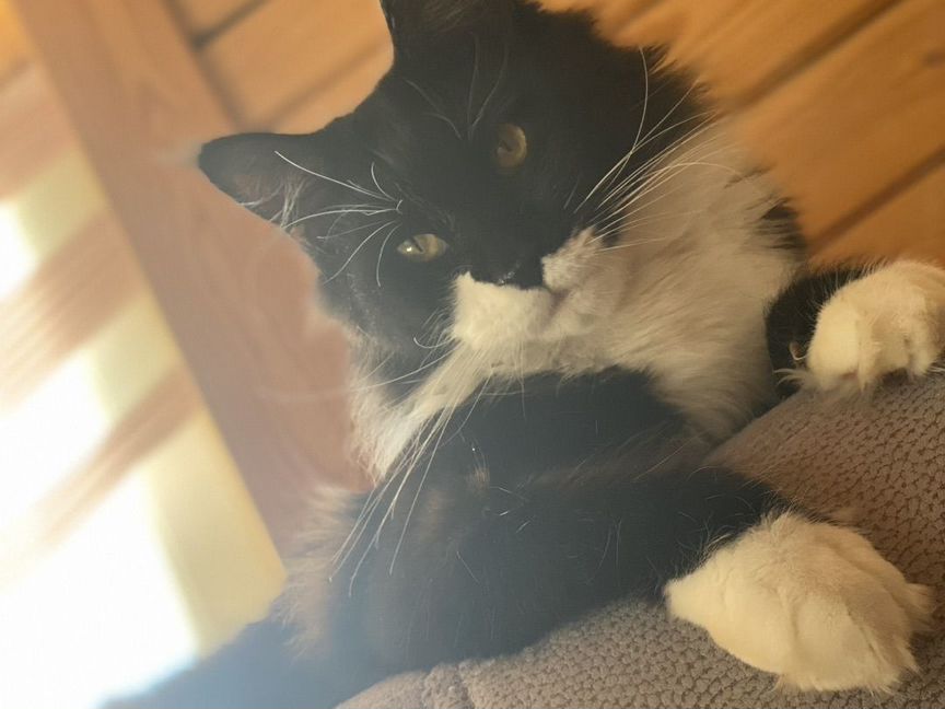 Вязка Кота