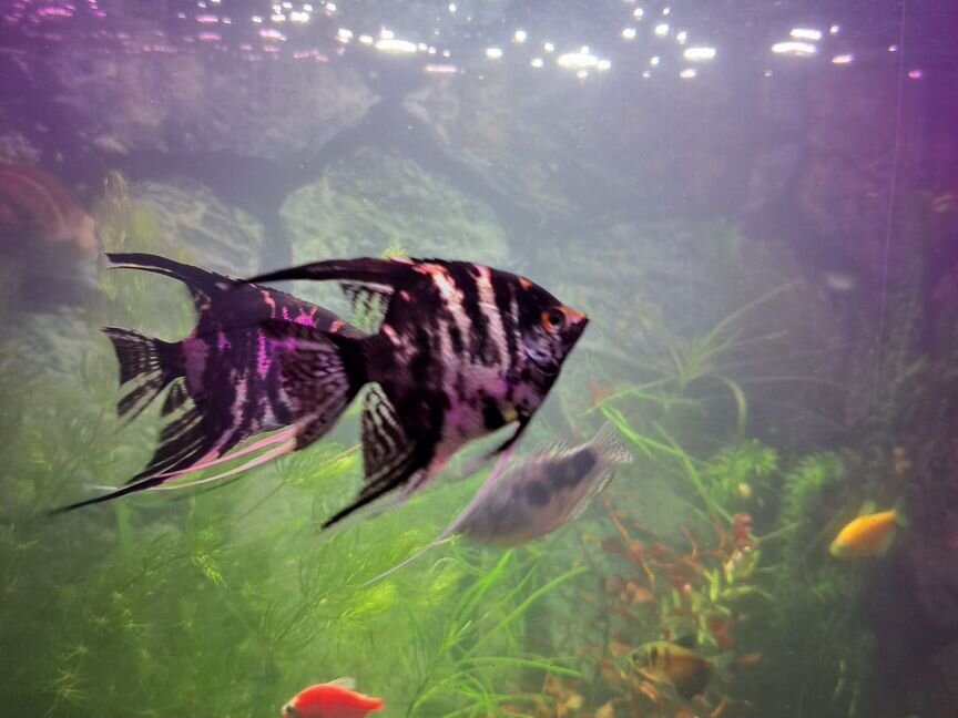 Рыбки скалярии