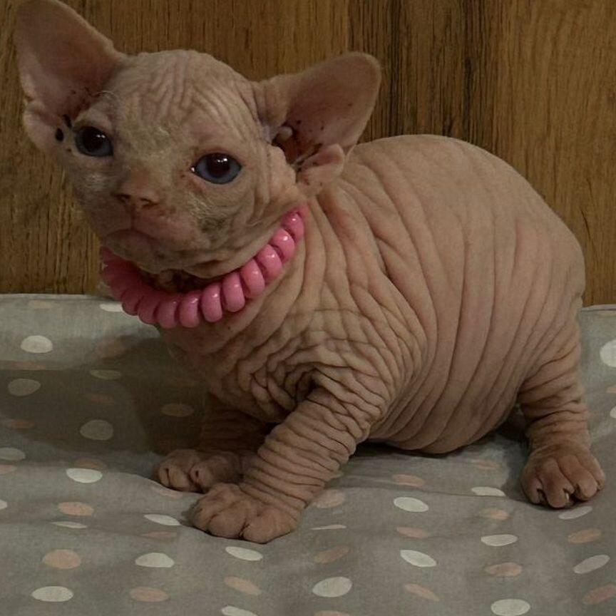 Канадский сфинкс котёнок