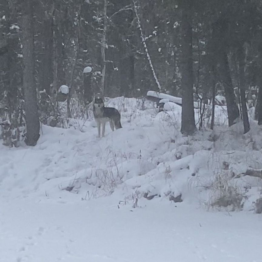 Волкособ, взрослый пёс