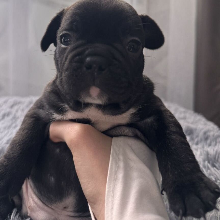 Французский бульдог, щенок