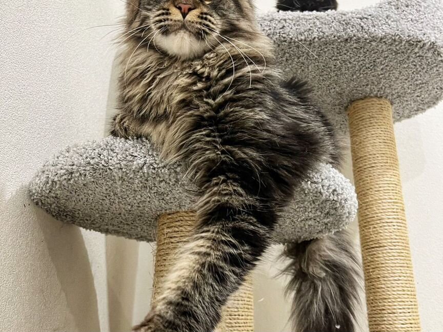 Красавец Диаваль