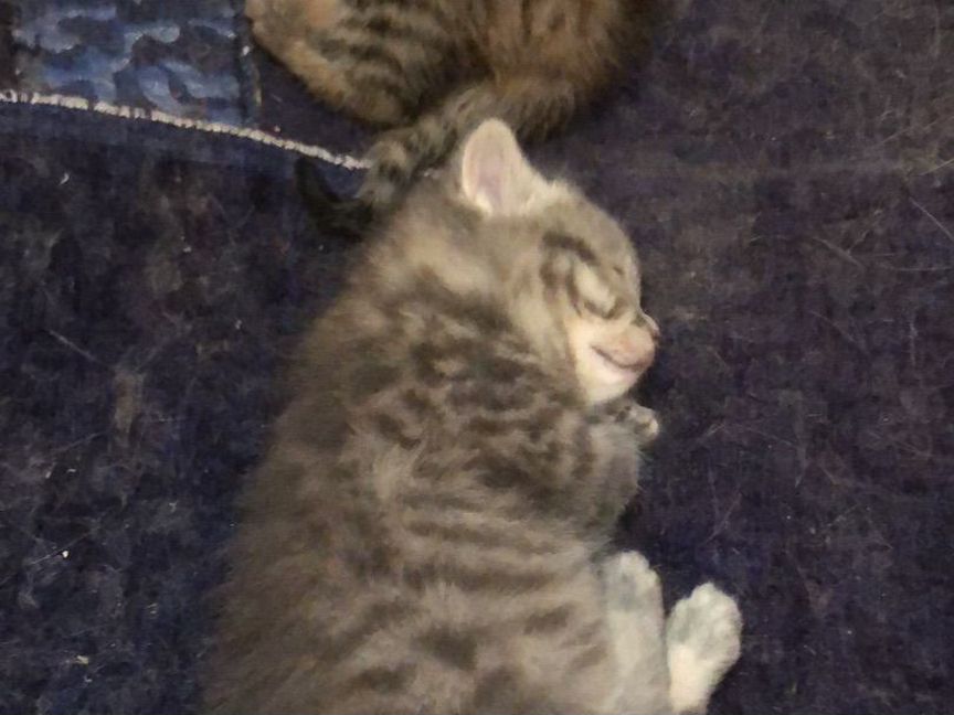 Котята